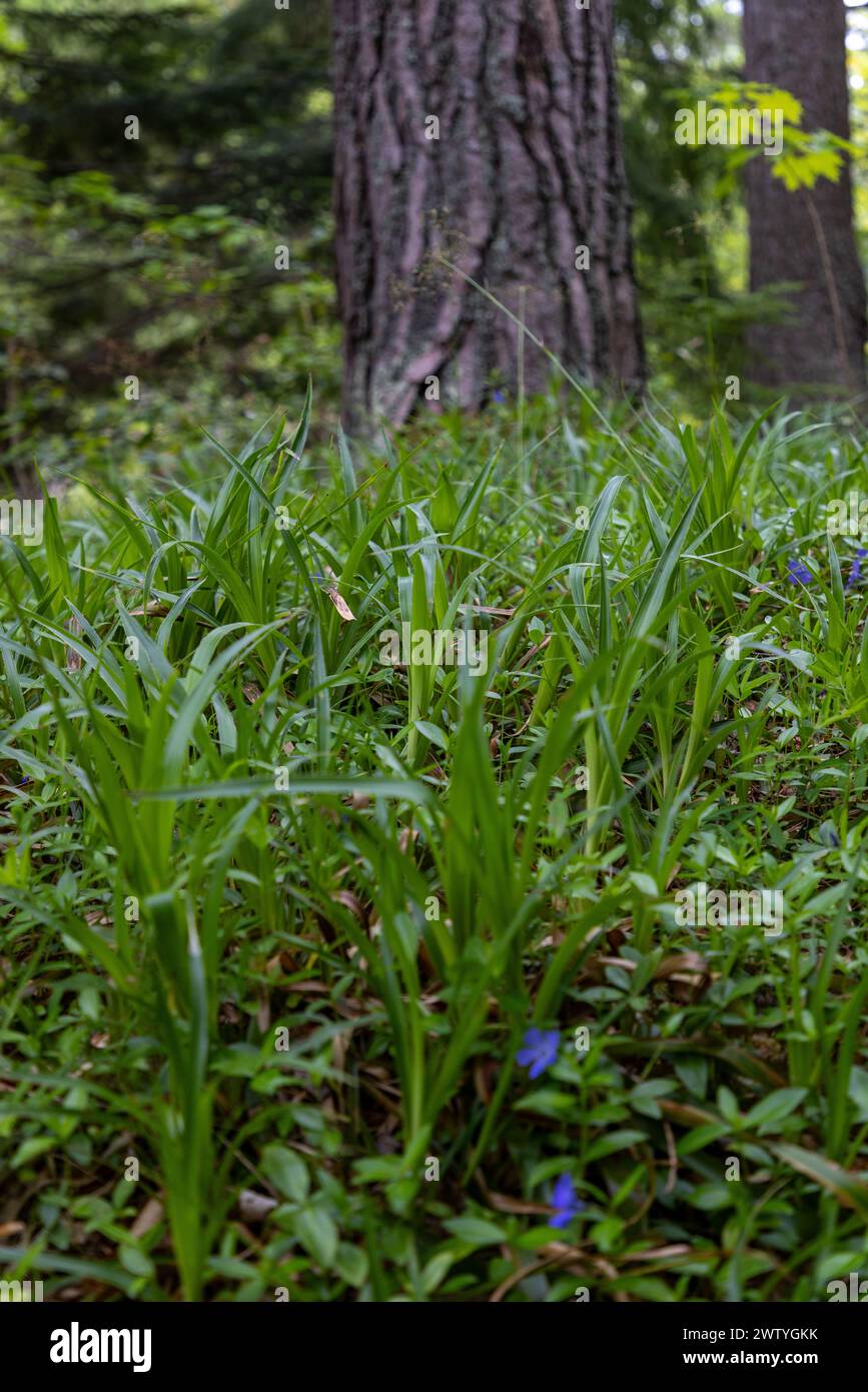 A close-up view of the forest floor, showcasing vibrant green grass and ...