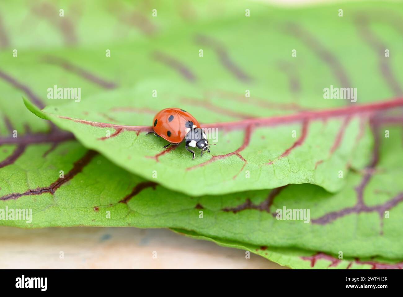 Insect beetle on green leaf, terrestrial plant organism Stock Photo - Alamy
