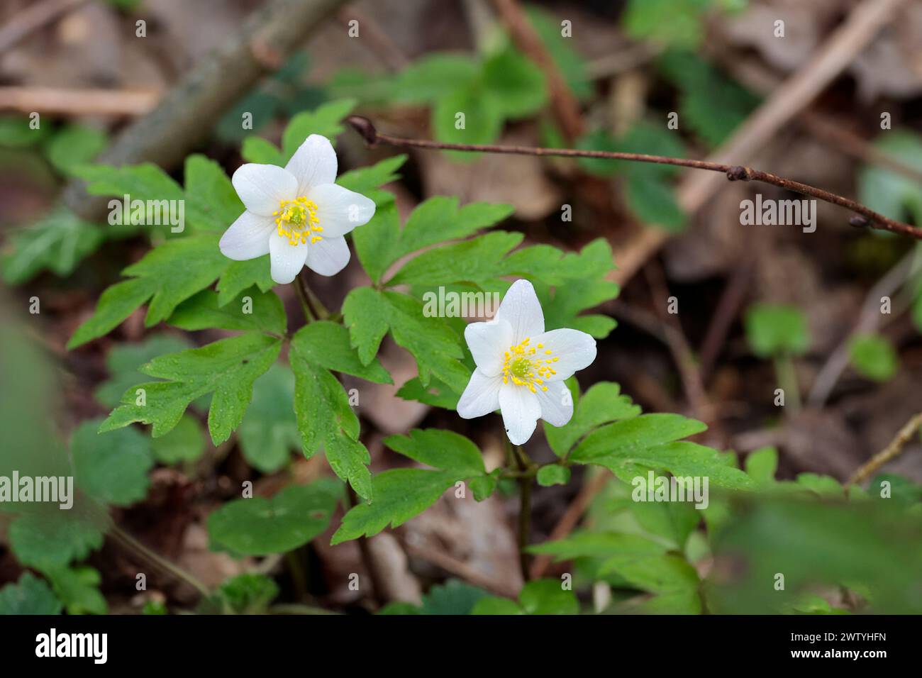 wild white flowering wood anemone nemorosa six petalled flowers with ...