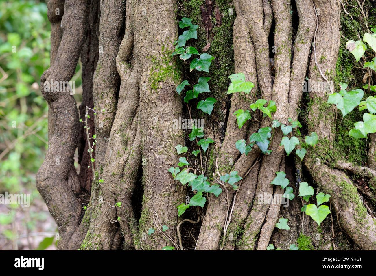 Thick growth hi-res stock photography and images - Alamy