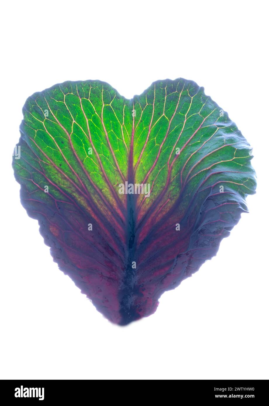 Beautiful woman on forest background Cut Out Stock Images & Pictures ...