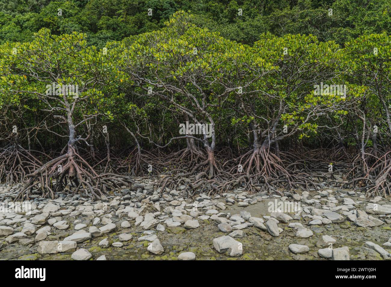 Australian mangrove forest on the beach with its striking roots Stock ...