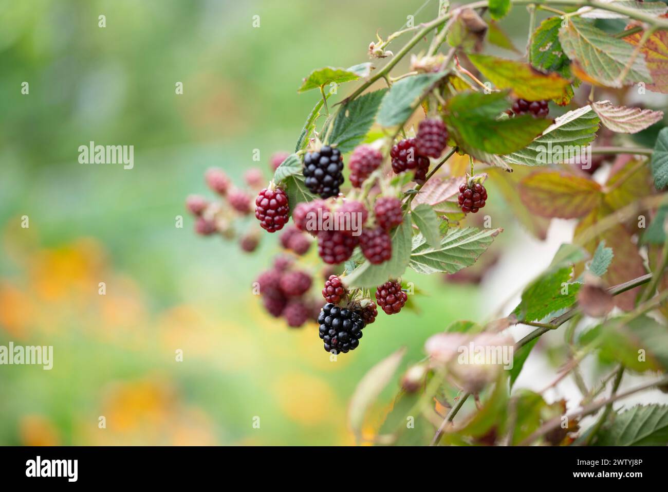 Boysenberry hi-res stock photography and images - Alamy