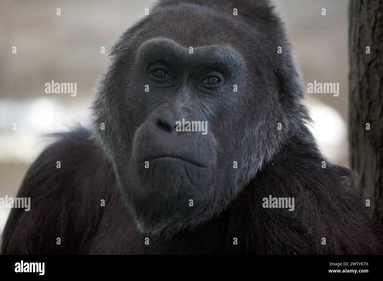 Colo gorilla hi-res stock photography and images - Alamy