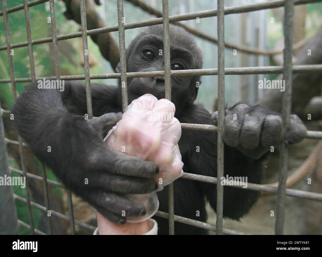 Primate human hand hi-res stock photography and images - Alamy