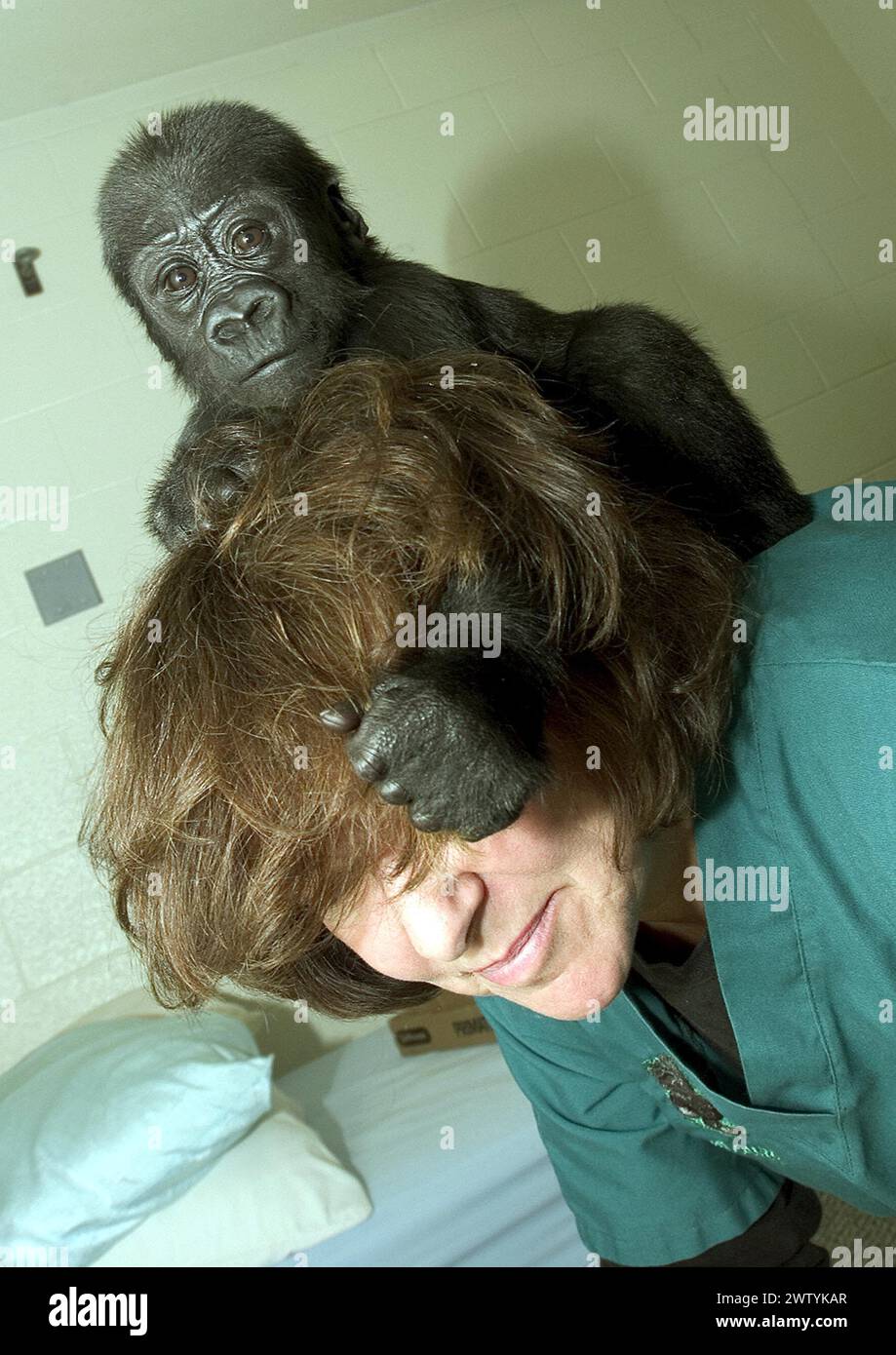 Captive bred gorilla hi-res stock photography and images - Alamy
