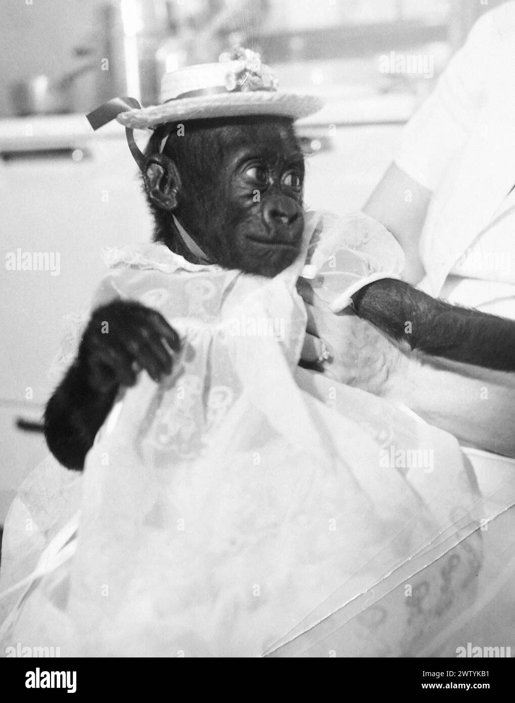 Human breeding hi-res stock photography and images - Alamy