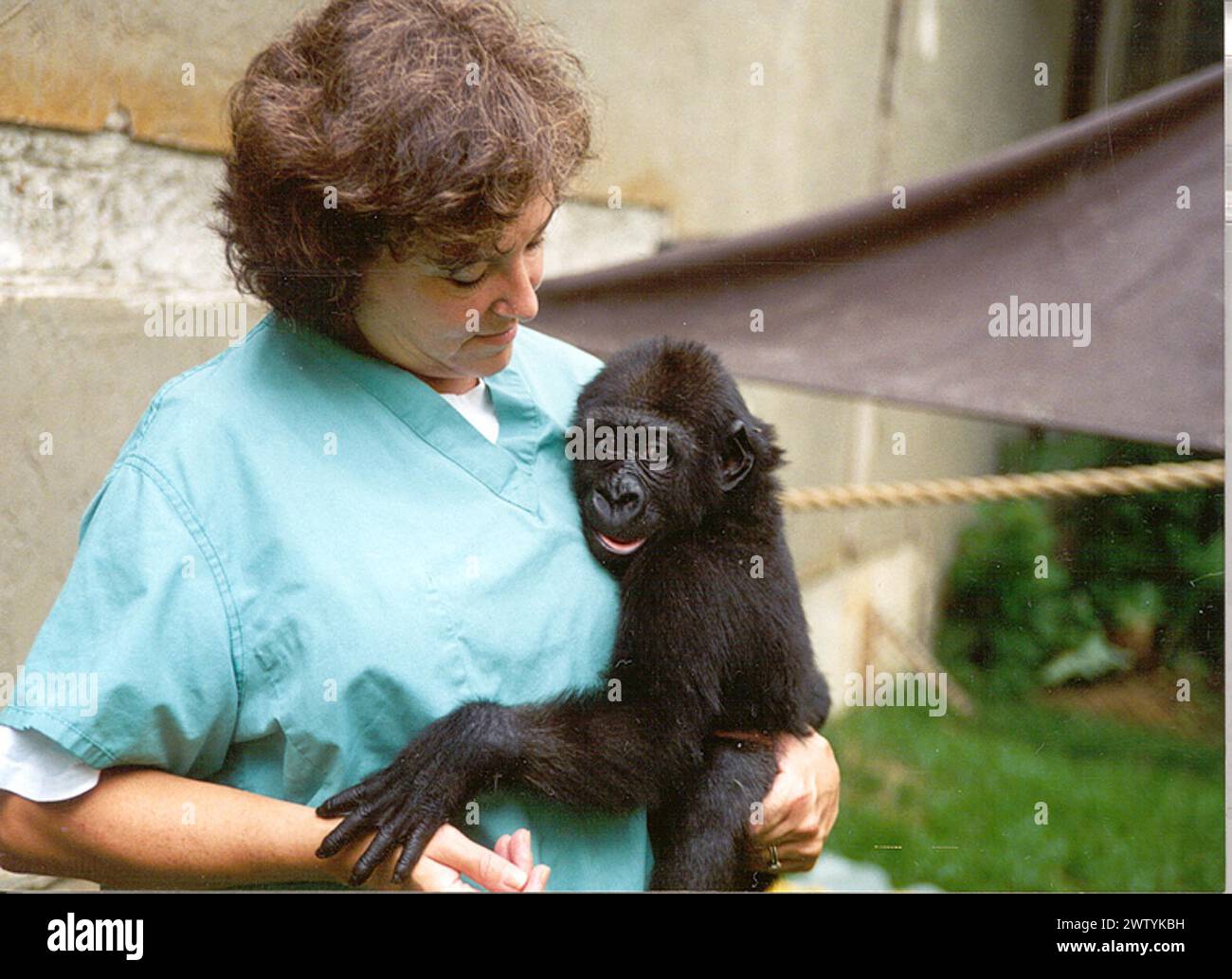 Gorilla surrogacy programme hi-res stock photography and images - Alamy