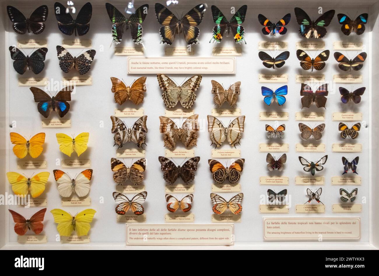 Glass display case in the museum hi-res stock photography and images ...