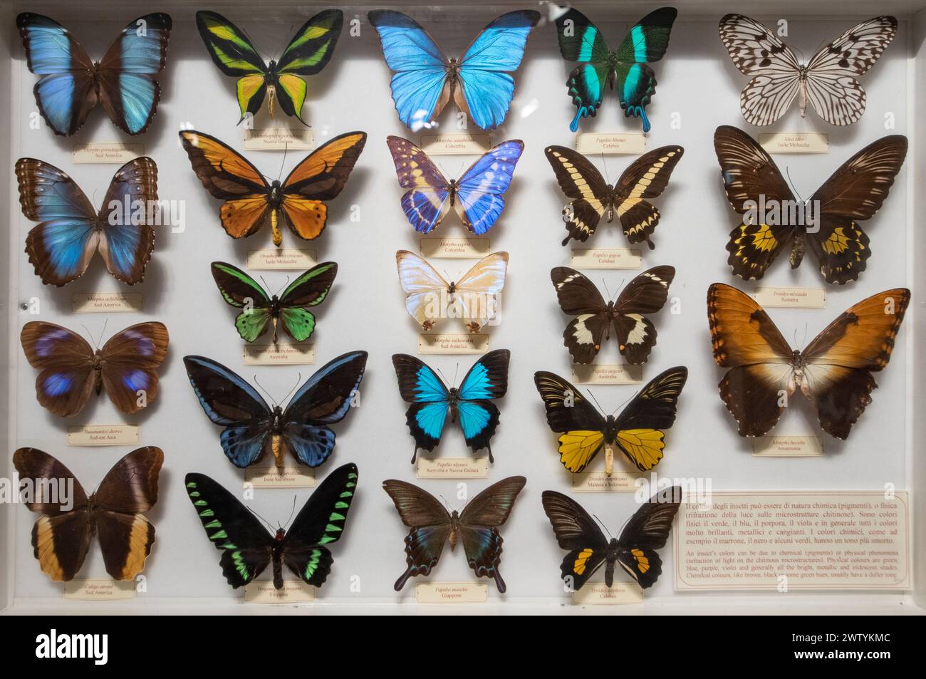 Collection of butterflies in the museum case Stock Photo - Alamy