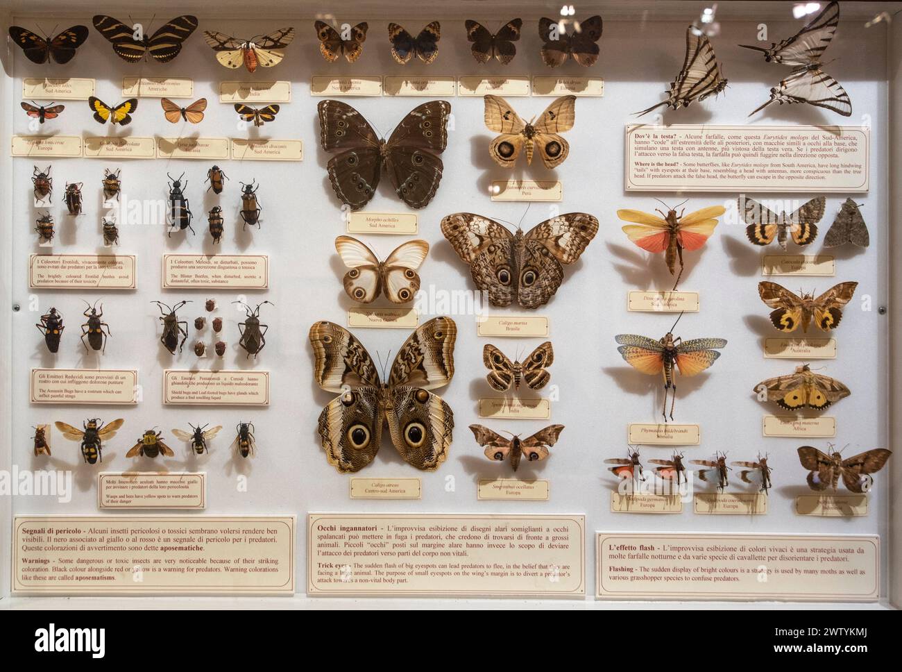 Collection of butterflies in the museum case Stock Photo - Alamy