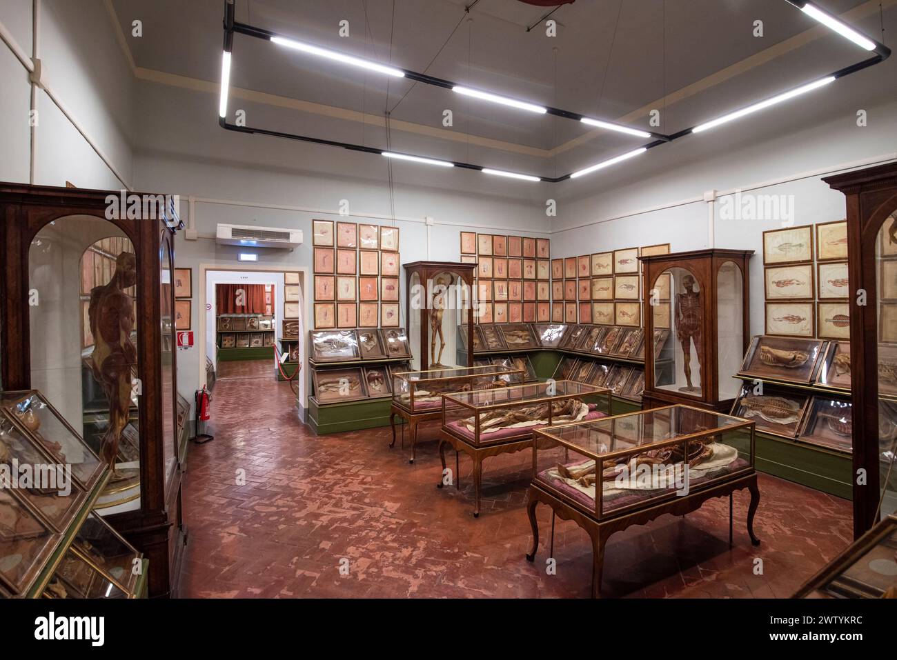 Wax anatomical model showing internal organs, into wooden display ...