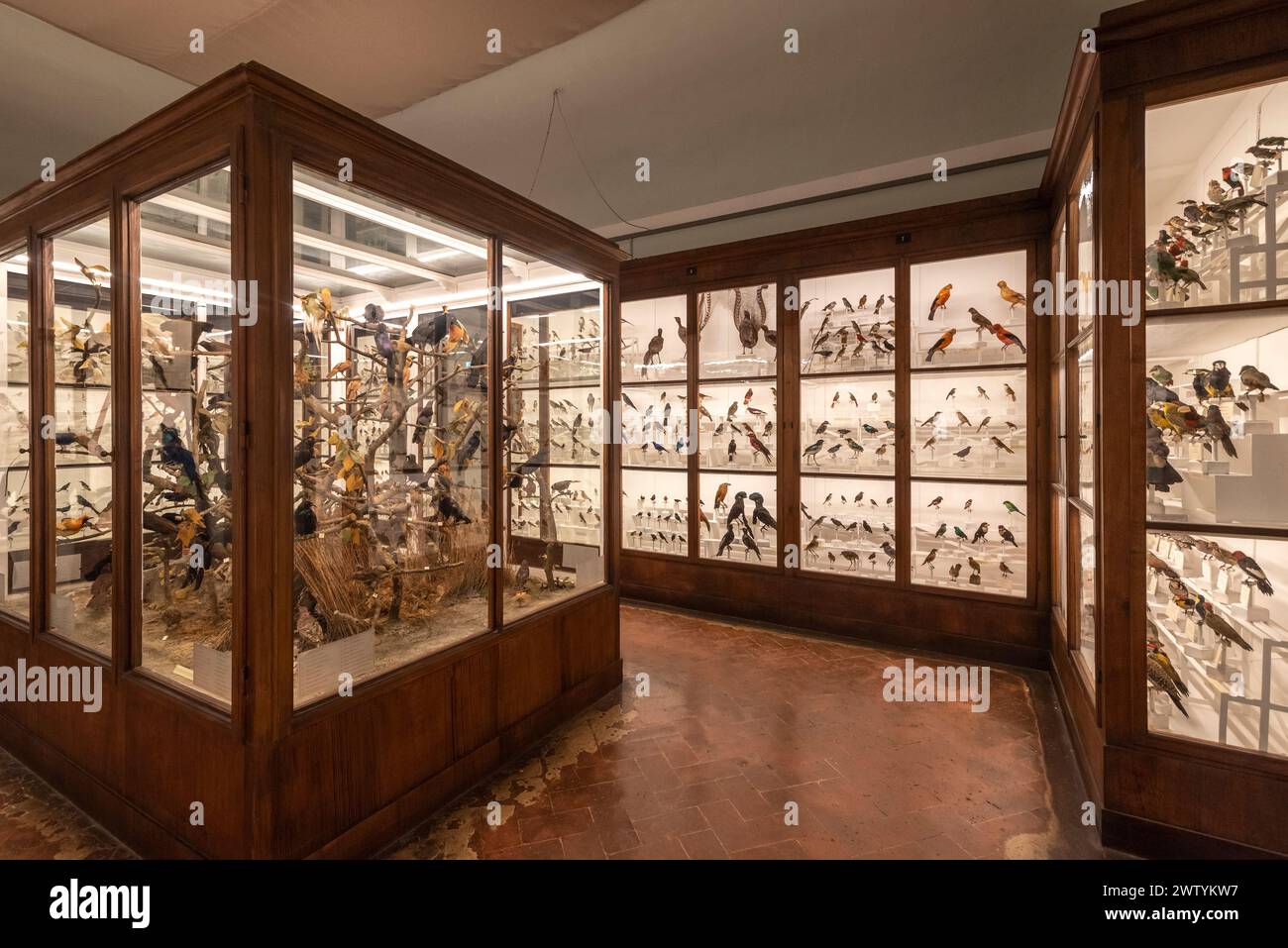 Large bird collection in a display case at the natural science museum ...