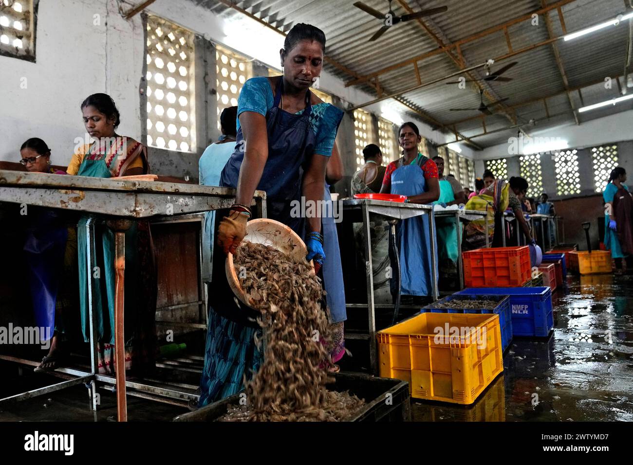 Workers paid less than $4 a day collect shrimp to peel and process in a ...