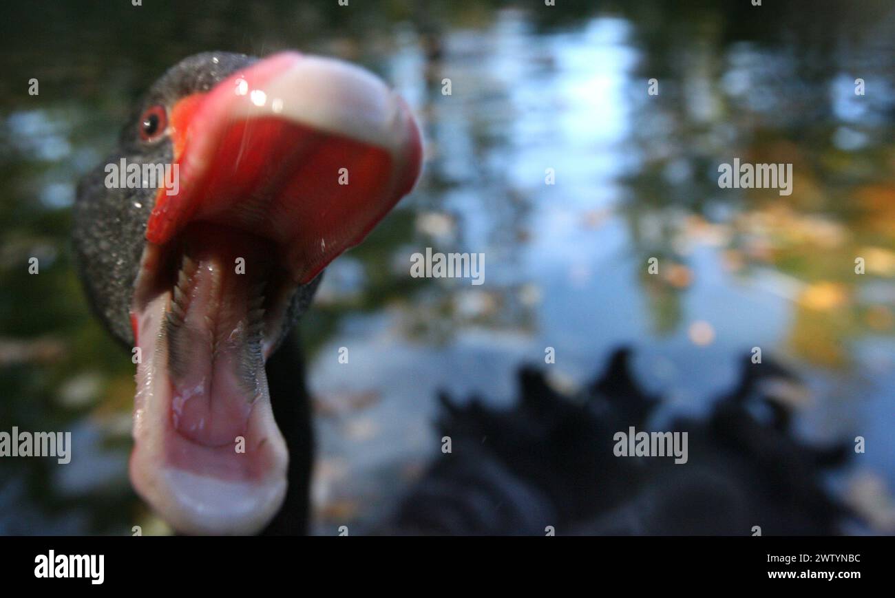 07/11/10 Today Photo ..Looking more like like a venomous snake striking ...