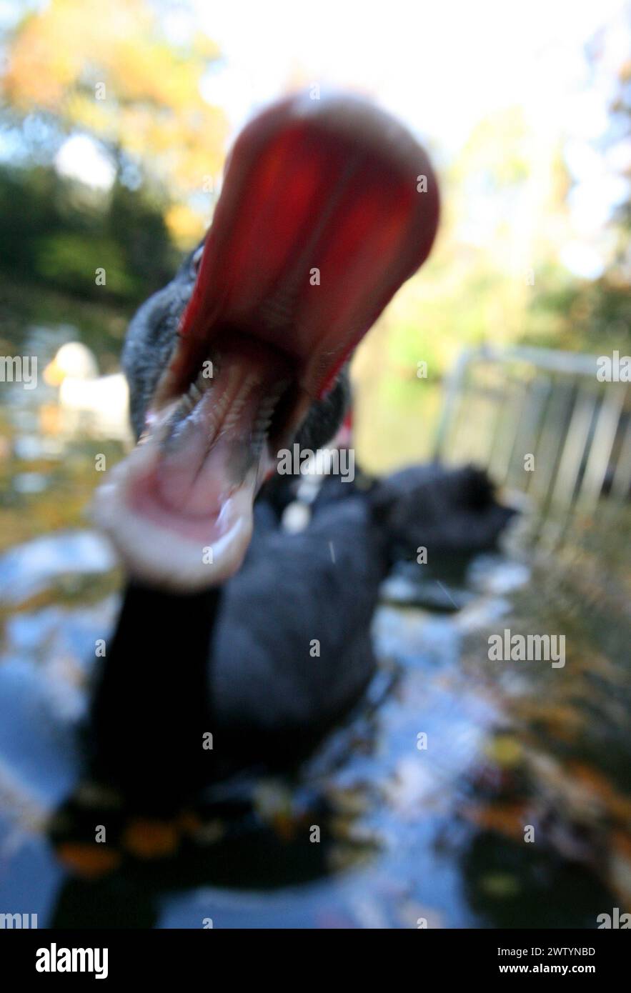 07/11/10 Today Photo ..Looking more like like a venomous snake striking ...