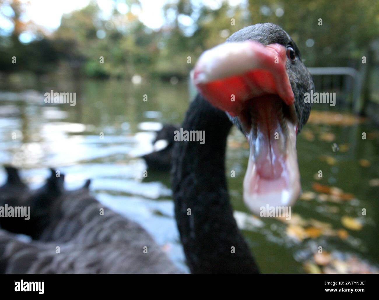 07/11/10 Today Photo ..Looking more like like a venomous snake striking ...