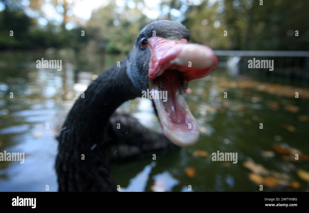 Venomous snake striking hi-res stock photography and images - Alamy
