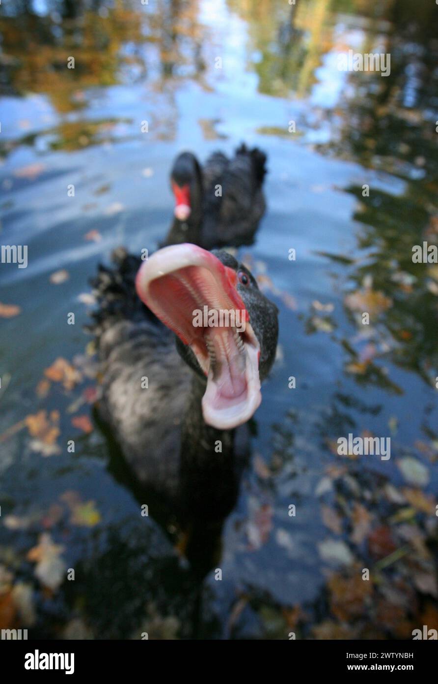 07/11/10 Today Photo ..Looking more like like a venomous snake striking ...