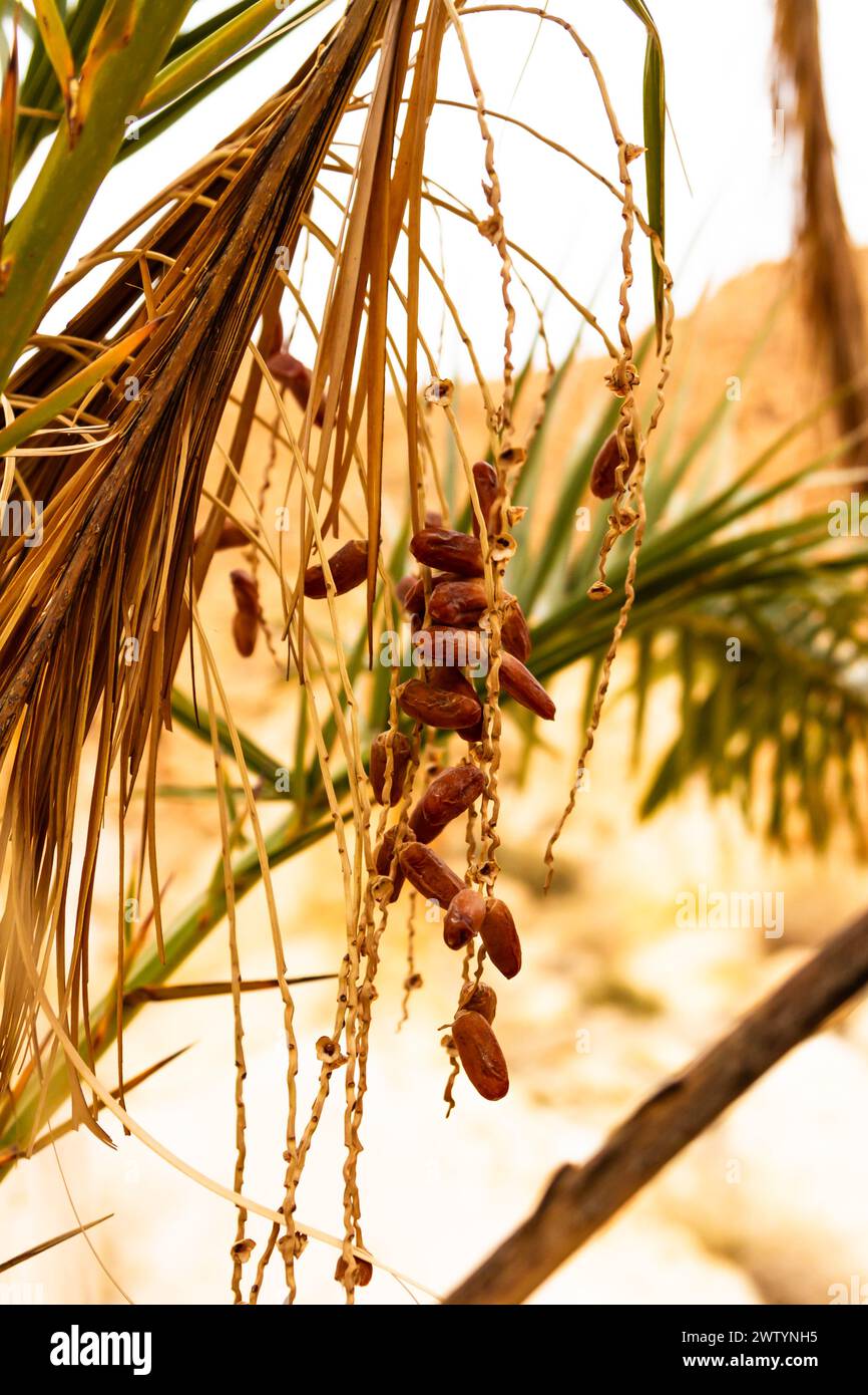 Close-up. Wild dried dates on a palm tree (Phoenix dactylifera) in a ...