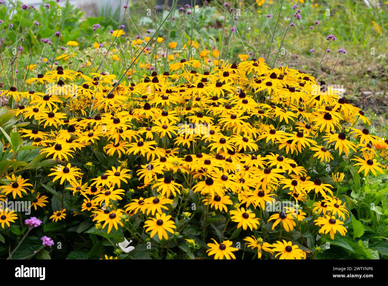 Cluster of yellow jasmine flowers hi-res stock photography and images ...