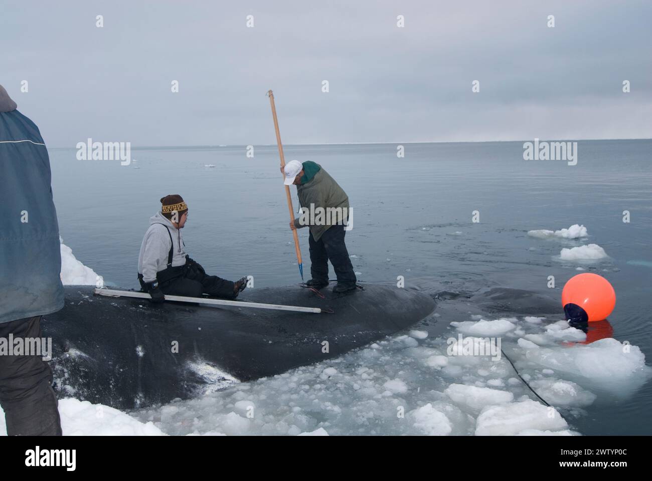 Inupiaq subsistence whalers bowhead whale catch on the pack ice during ...