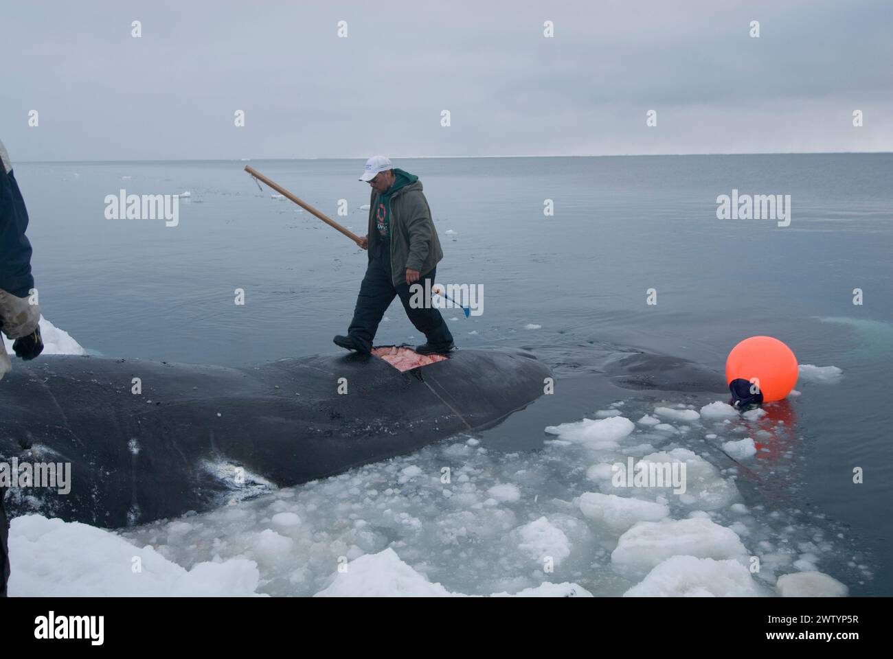 Inupiaq subsistence whalers bowhead whale catch on the pack ice during ...