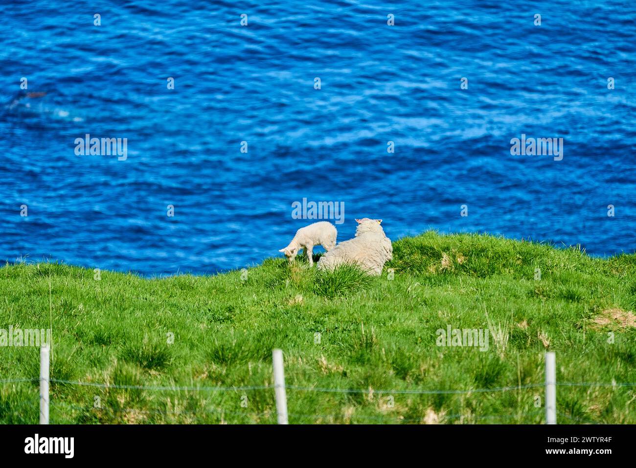 mother sheep and lamb sitting on Runde island in Norway, a popular ...
