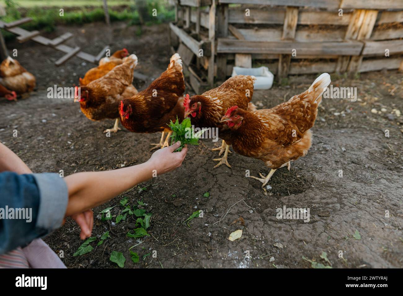 Hens feeding from farmer hand hi-res stock photography and images - Alamy
