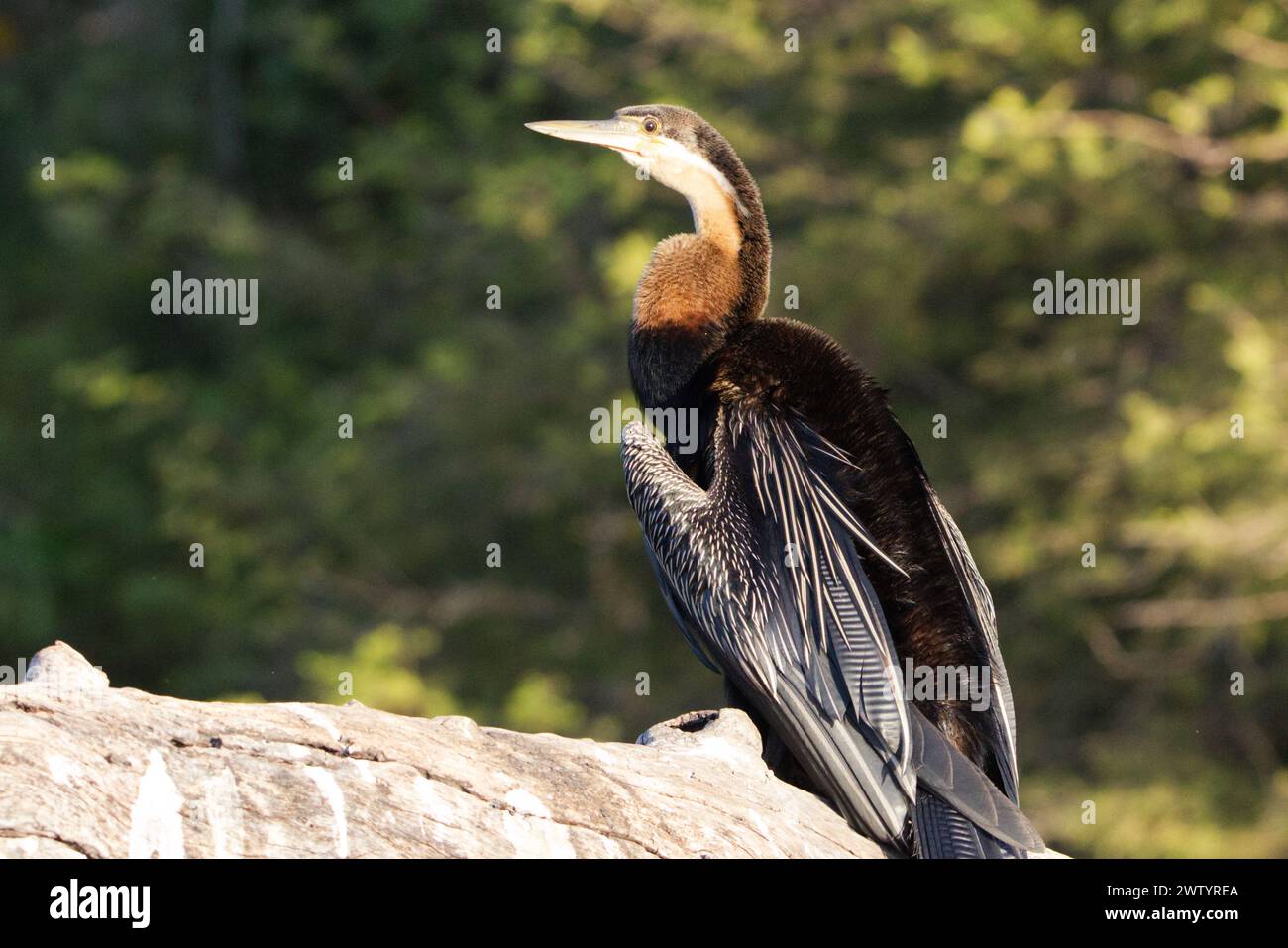 African Darter (Anhinga aka Snakebird) drying its wings in the sun on ...