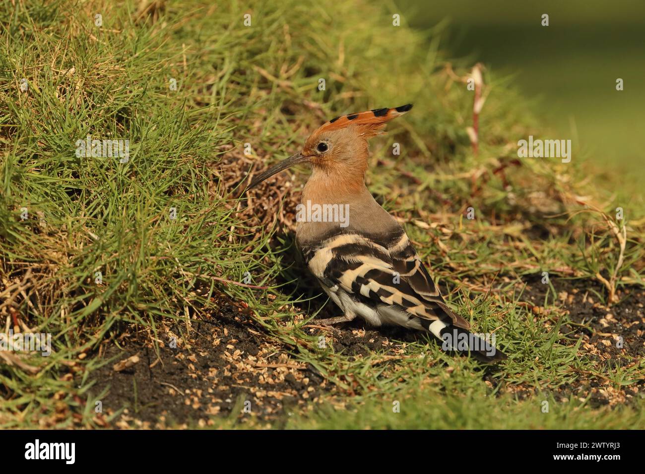 Hoopoe are another species with sedentary populations and migratory ...