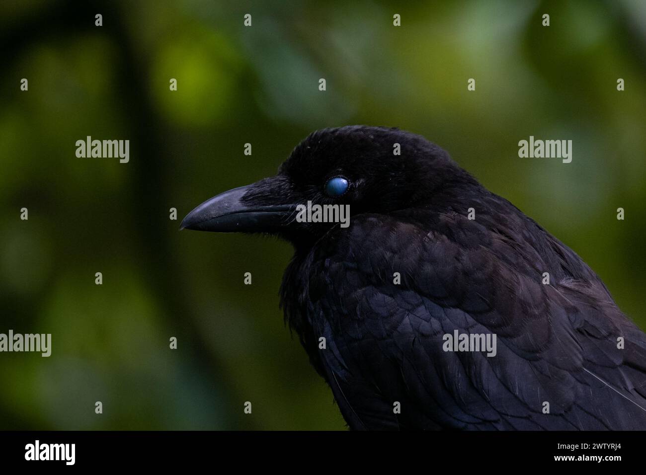 Carion crow (Corvus corone) blinking, Amsterdam - Netherlands Stock ...