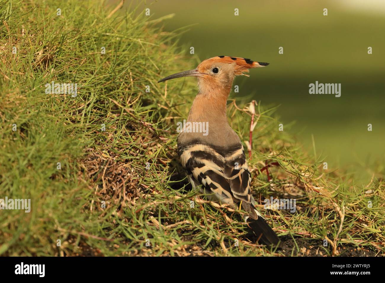 Hoopoe are another species with sedentary populations and migratory ...