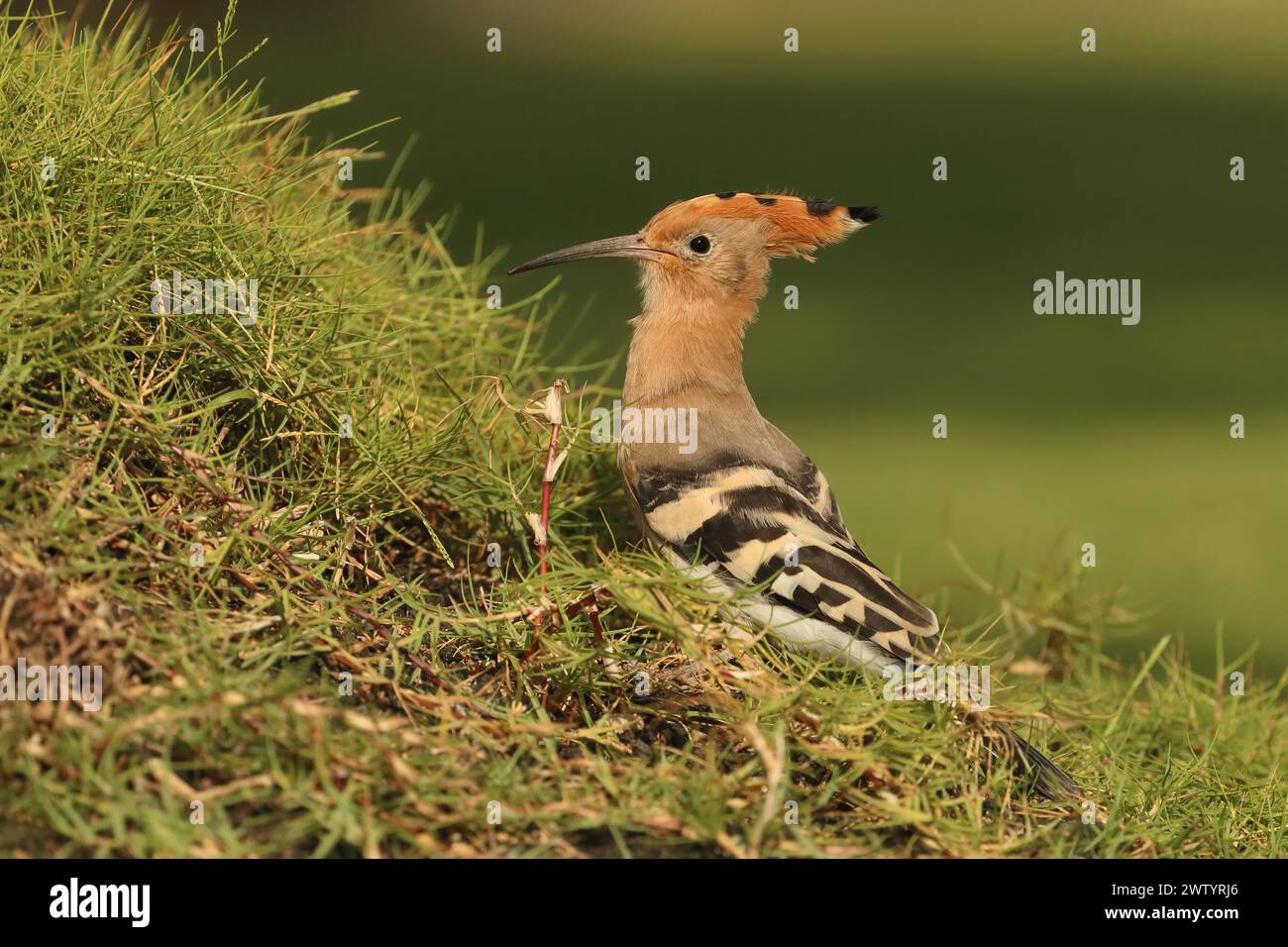 Hoopoe are another species with sedentary populations and migratory ...