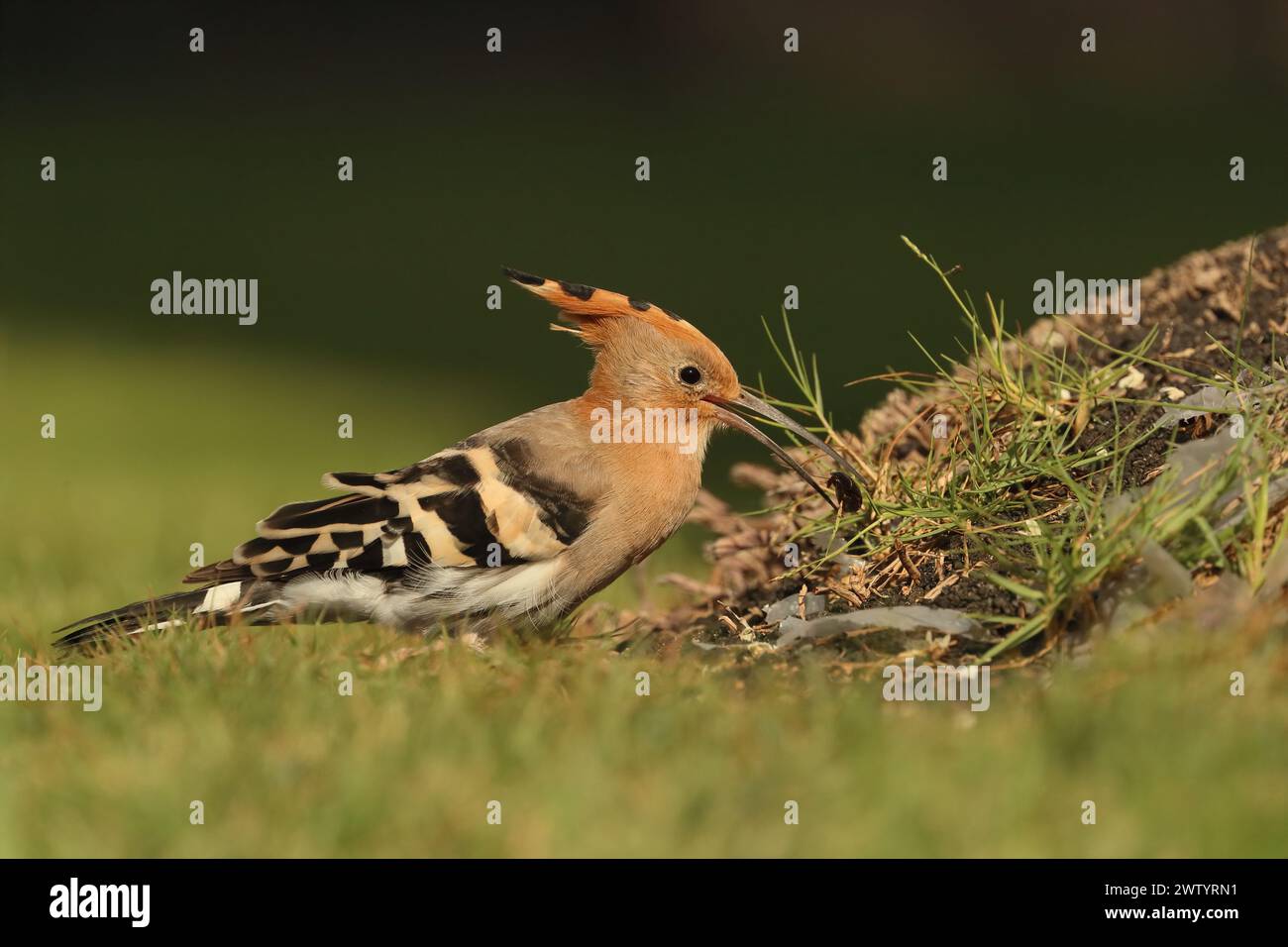 Hoopoe are another species with sedentary populations and migratory ...
