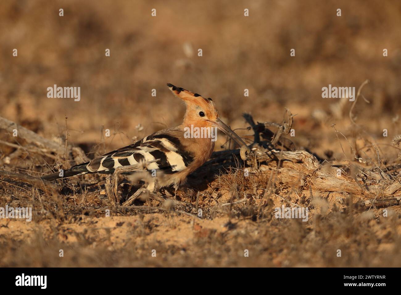 Hoopoe are another species with sedentary populations and migratory ...