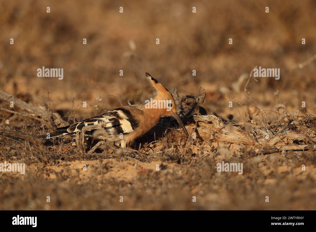 Hoopoe are another species with sedentary populations and migratory ...