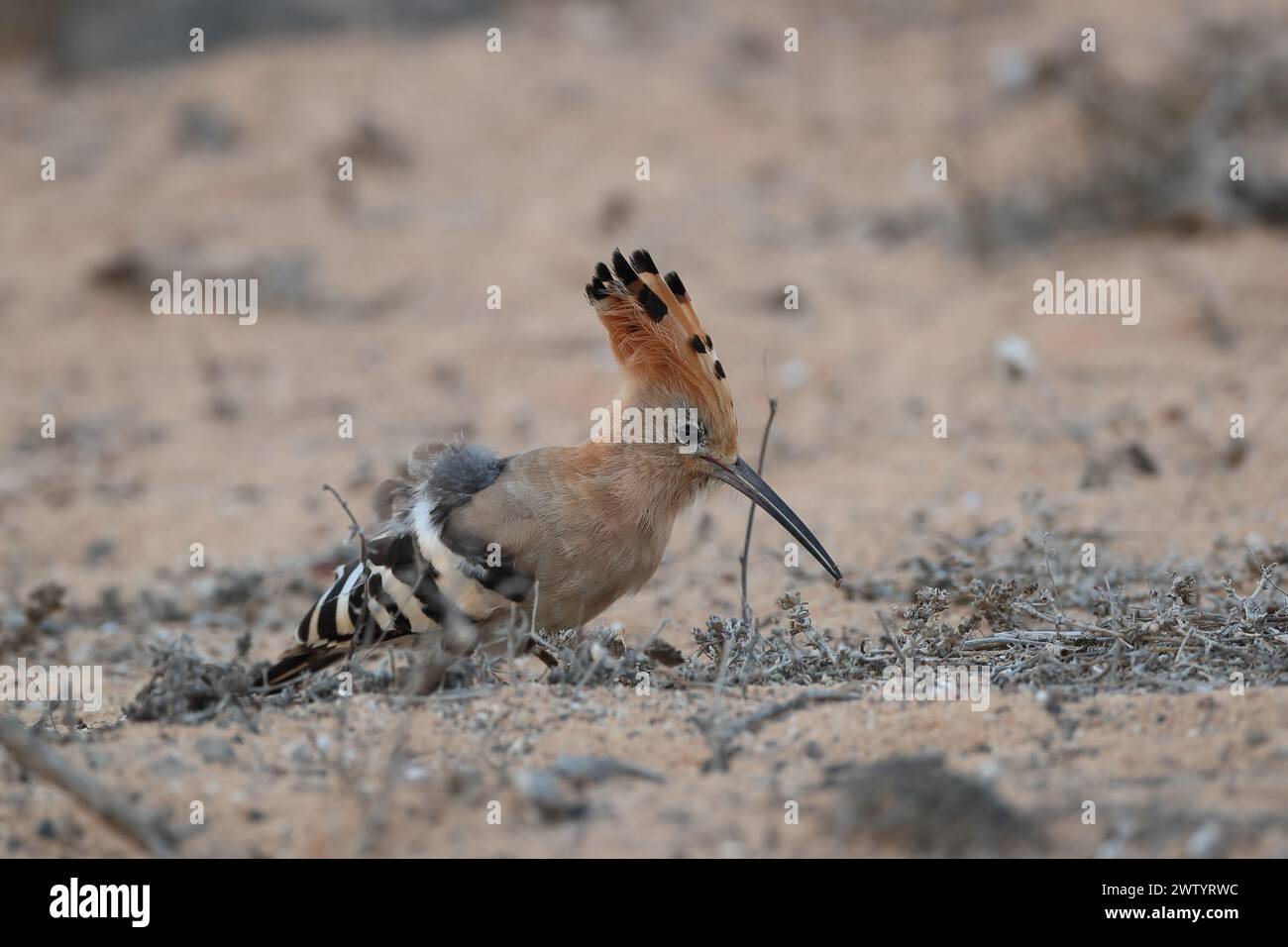 Hoopoe are another species with sedentary populations and migratory ...