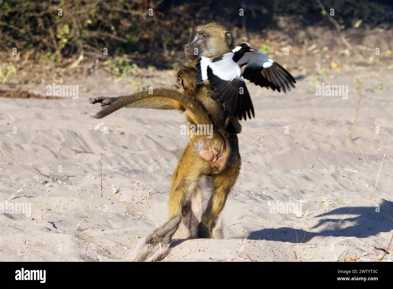 Flying safari hi-res stock photography and images - Alamy