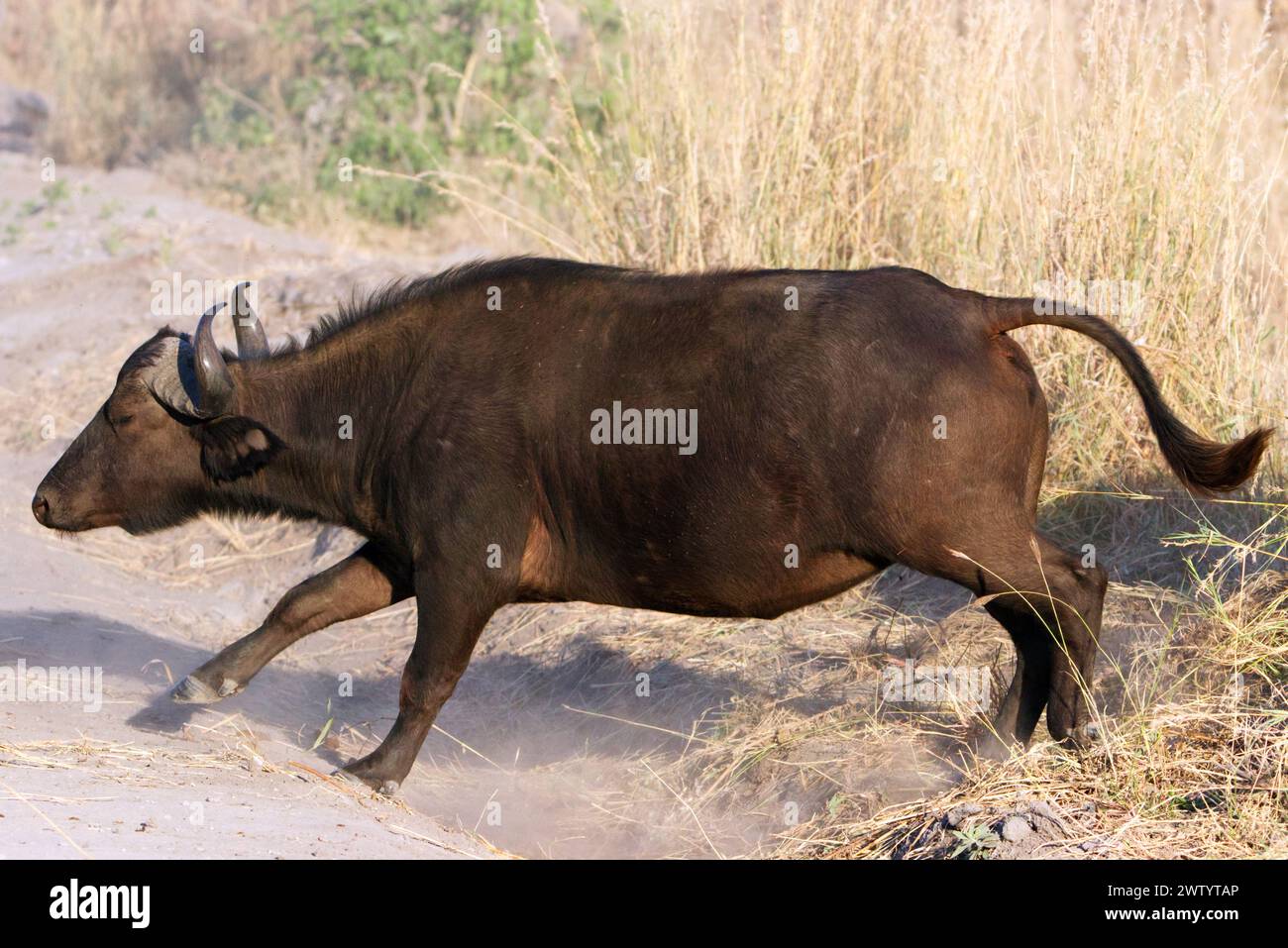 Buffalo as seen while on Safari in Chobe National Park, Botswana ...