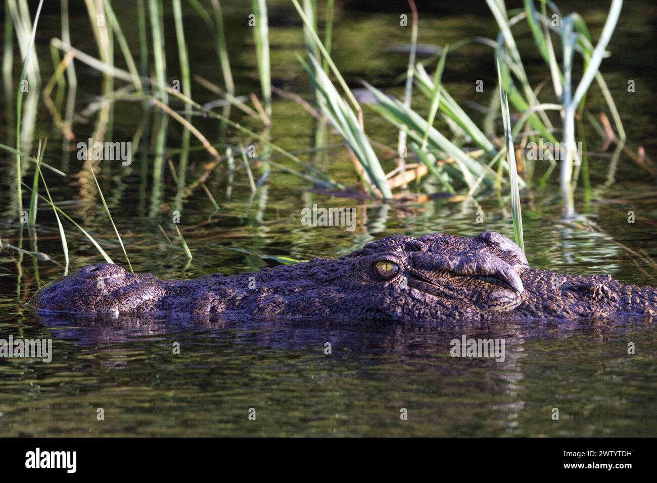Half submerged crocodile hi-res stock photography and images - Alamy