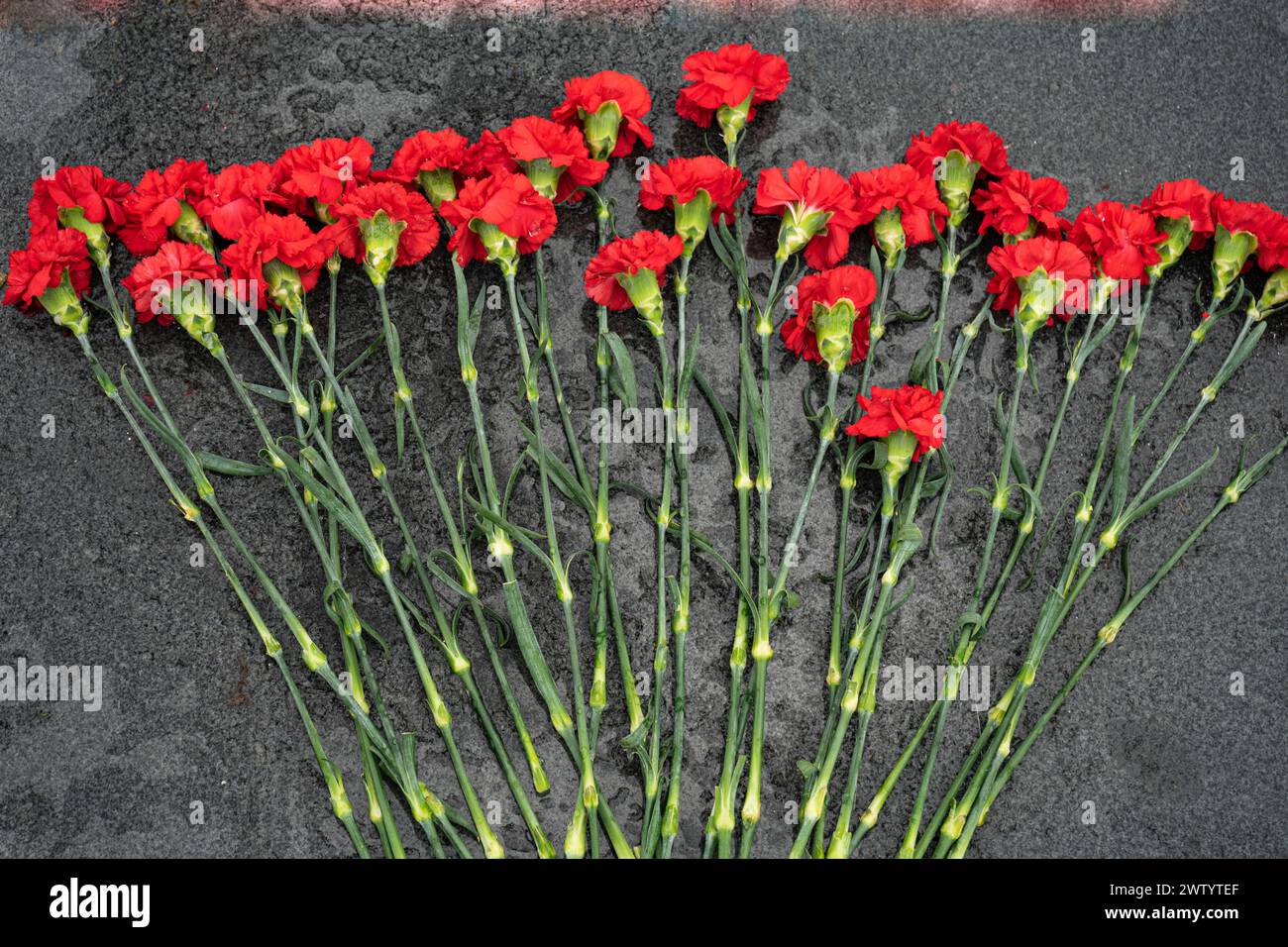 Dark red carnations hi-res stock photography and images - Alamy