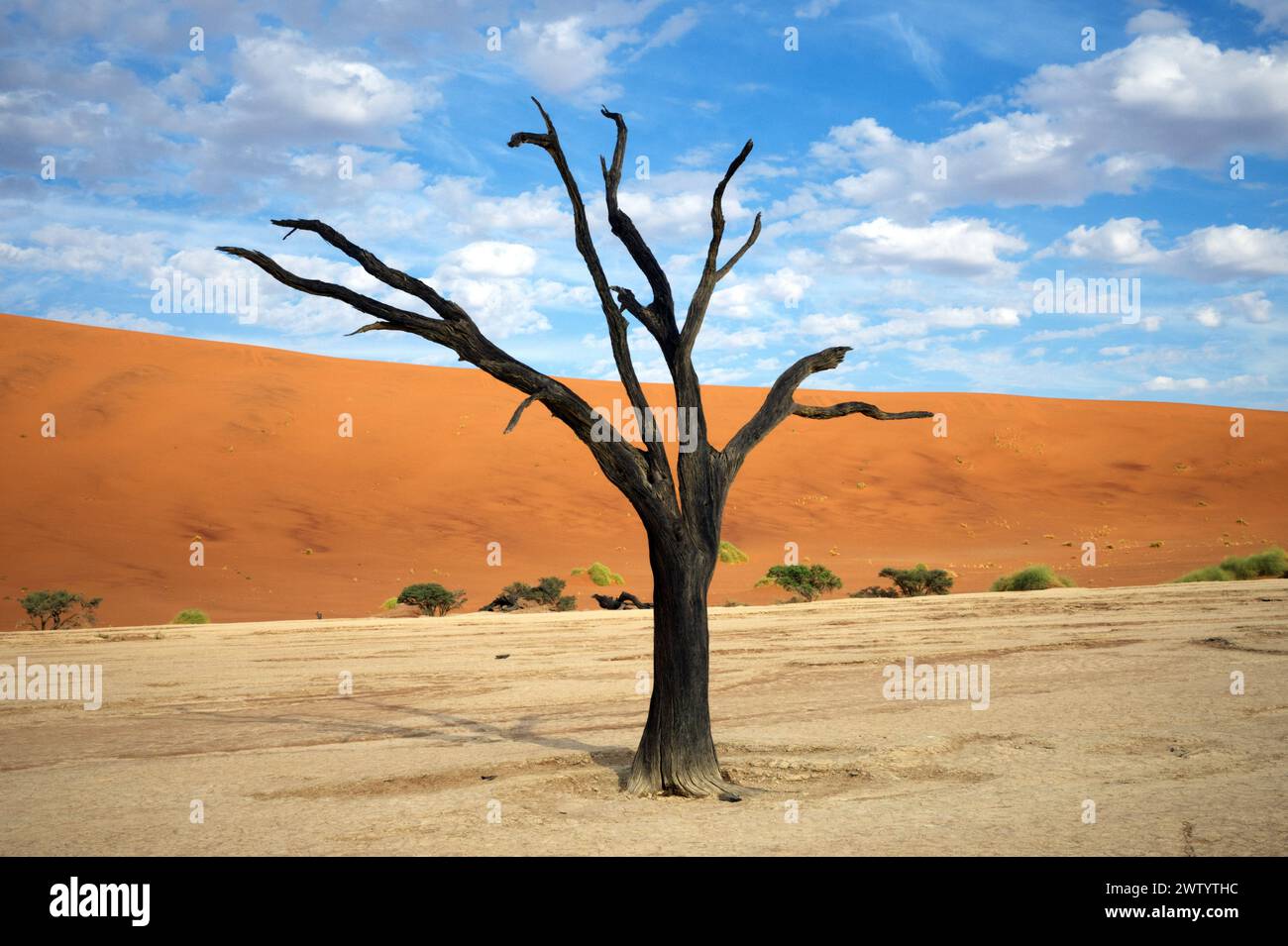 Iconic Namib Desert images of dead trees and red sand dunes at Deadvlei ...