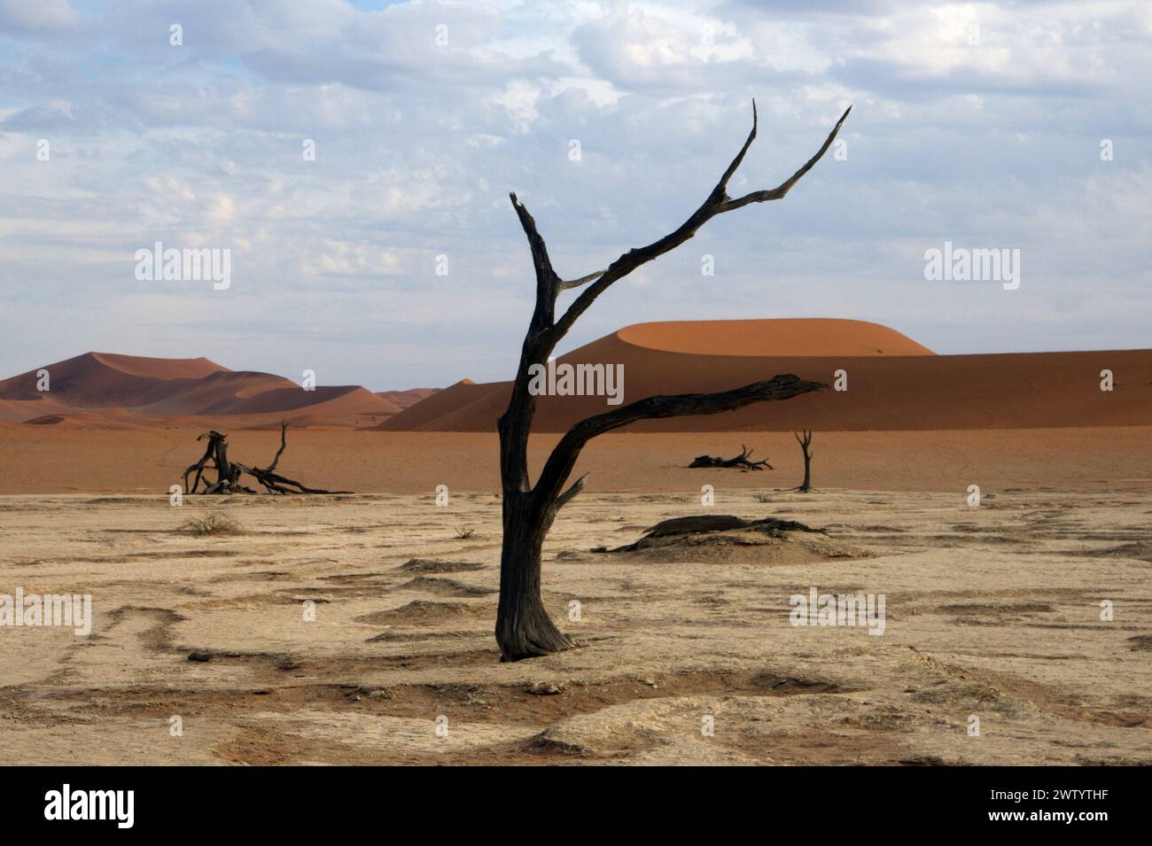 Iconic Namib Desert images of dead trees and red sand dunes at Deadvlei ...