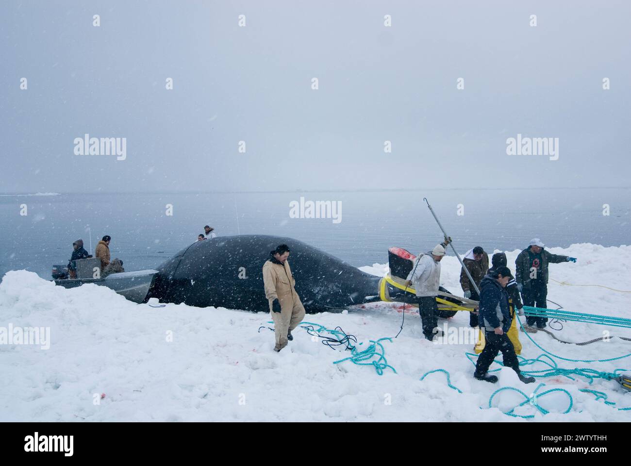 Inupiaq subsistence whalers bowhead whale catch on the pack ice during ...