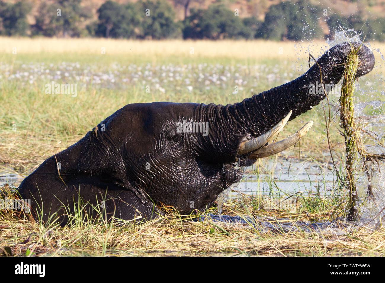 An elephant using its trunk to fish reeds out of the Chobe River, as ...