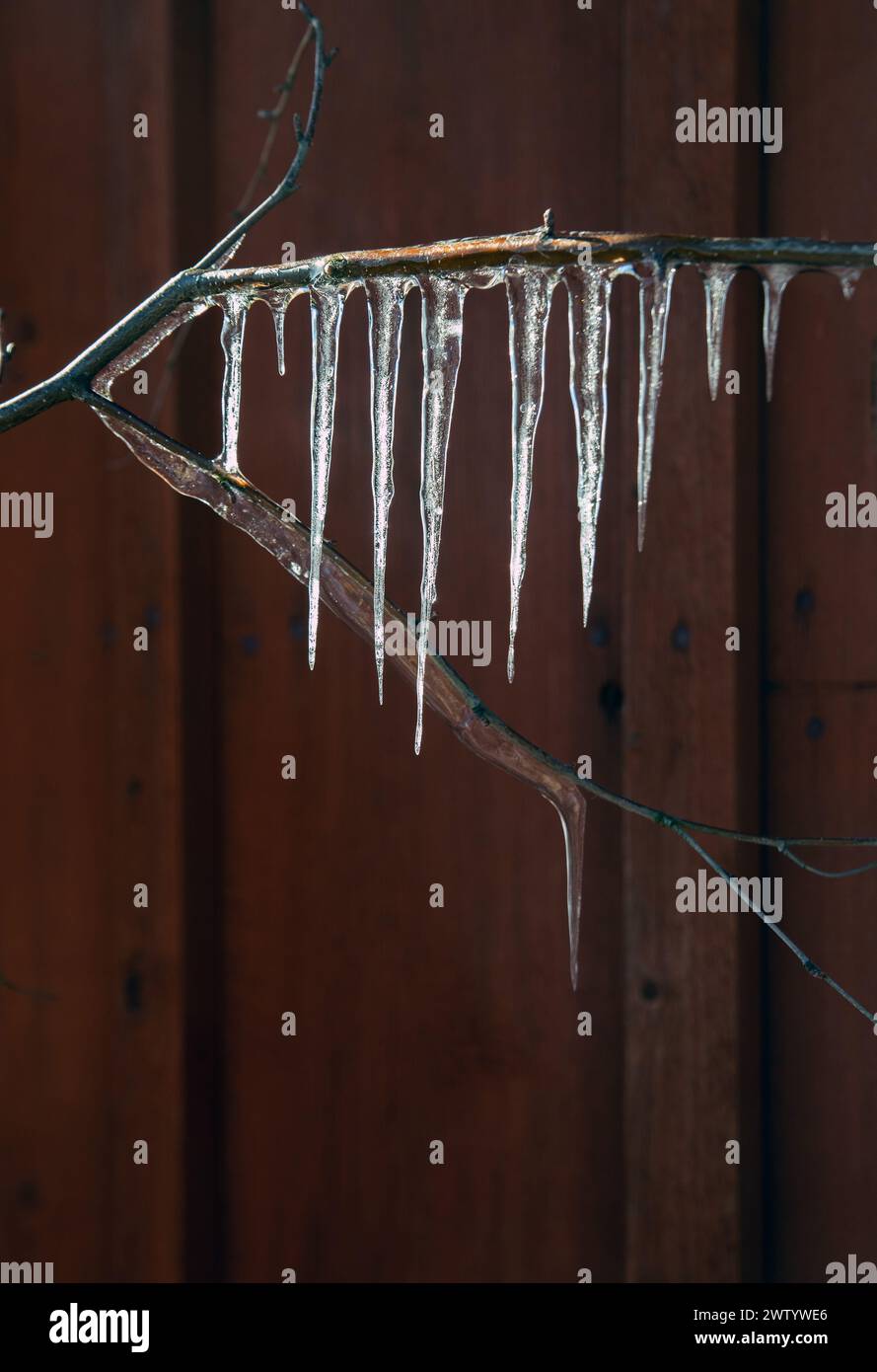 Icicles hanging from branch. photo Bo Arrhed Stock Photo - Alamy