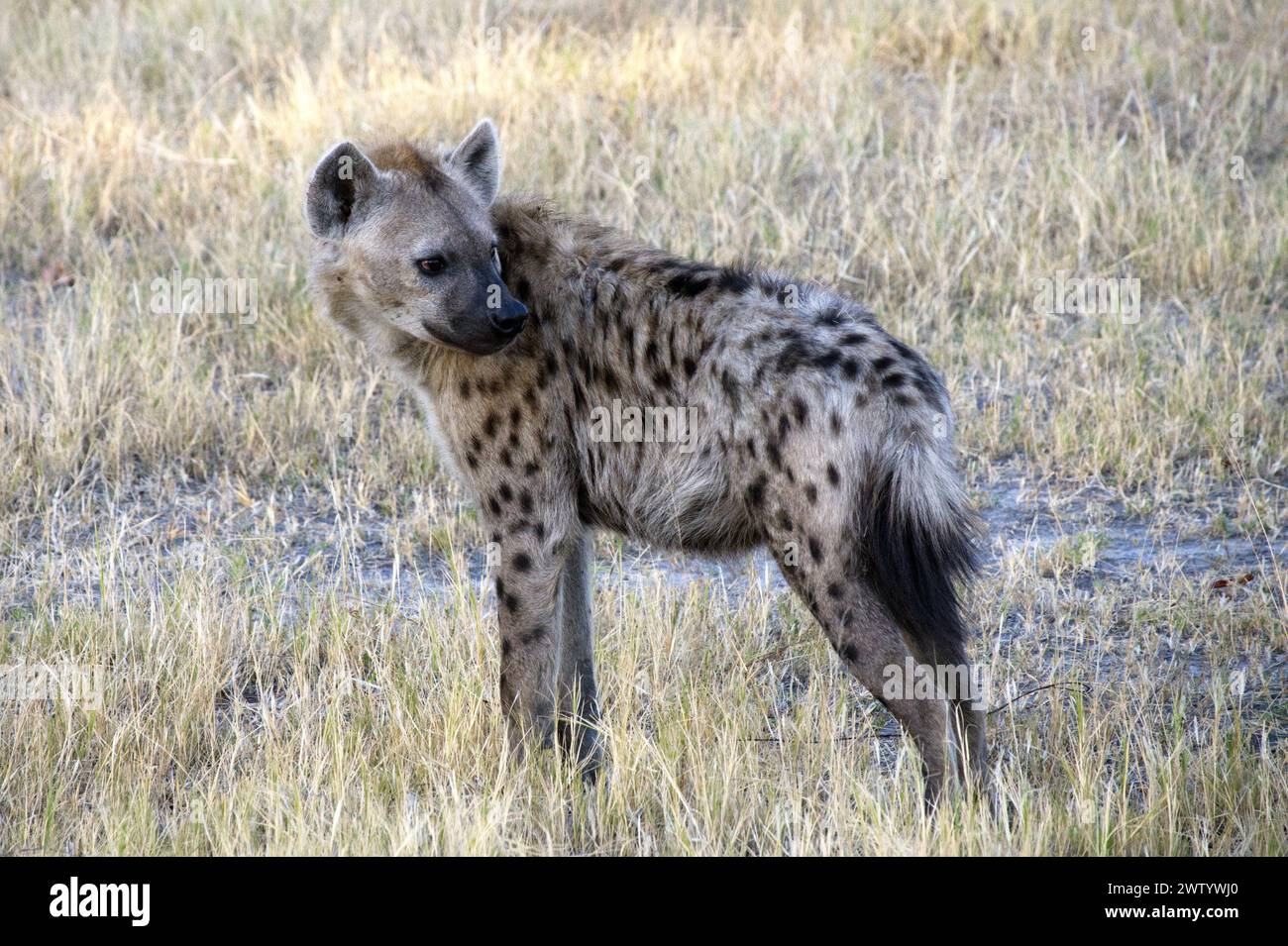 Hyena hunting for lion cubs, as seen while on Safari in the Okavango ...