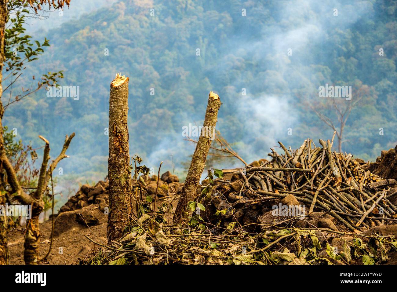 Land being cleared for agriculture in Nagaland, North East India Stock ...
