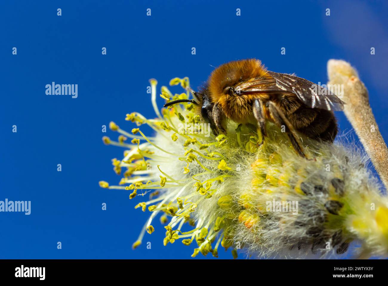 Willow pollination hi-res stock photography and images - Alamy